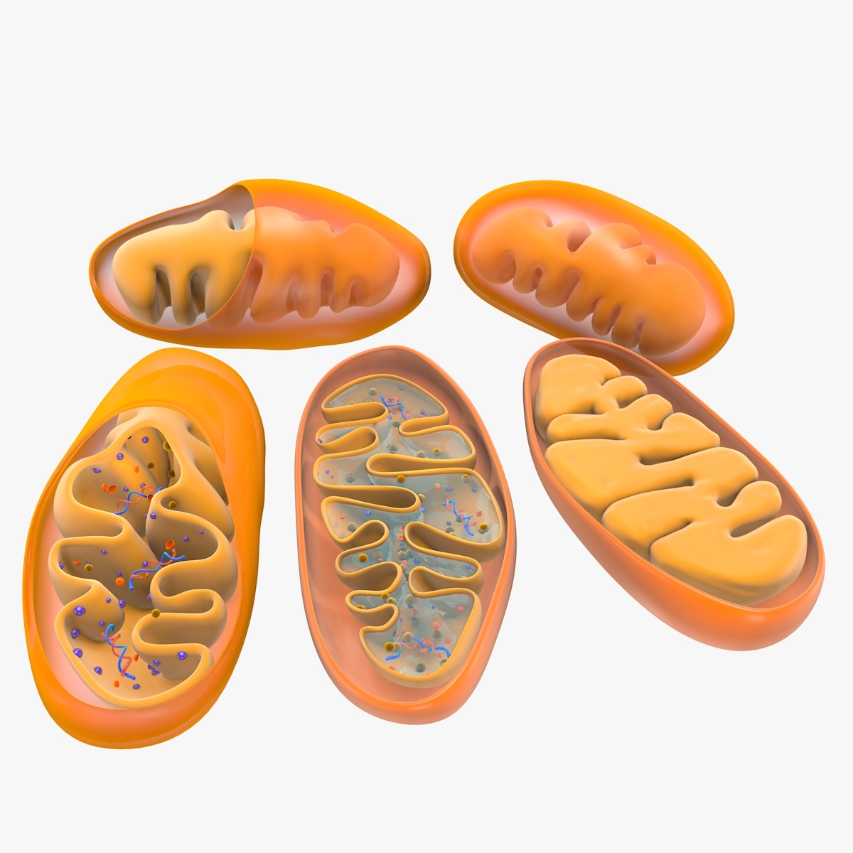 mitochondria dna 3d model