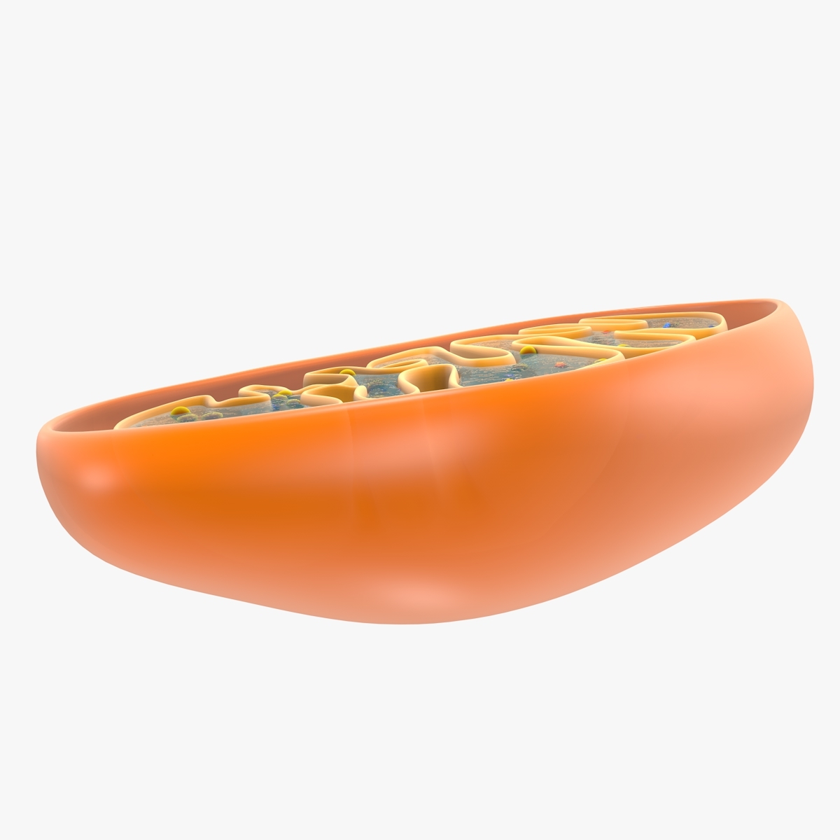 mitochondria dna 3d model