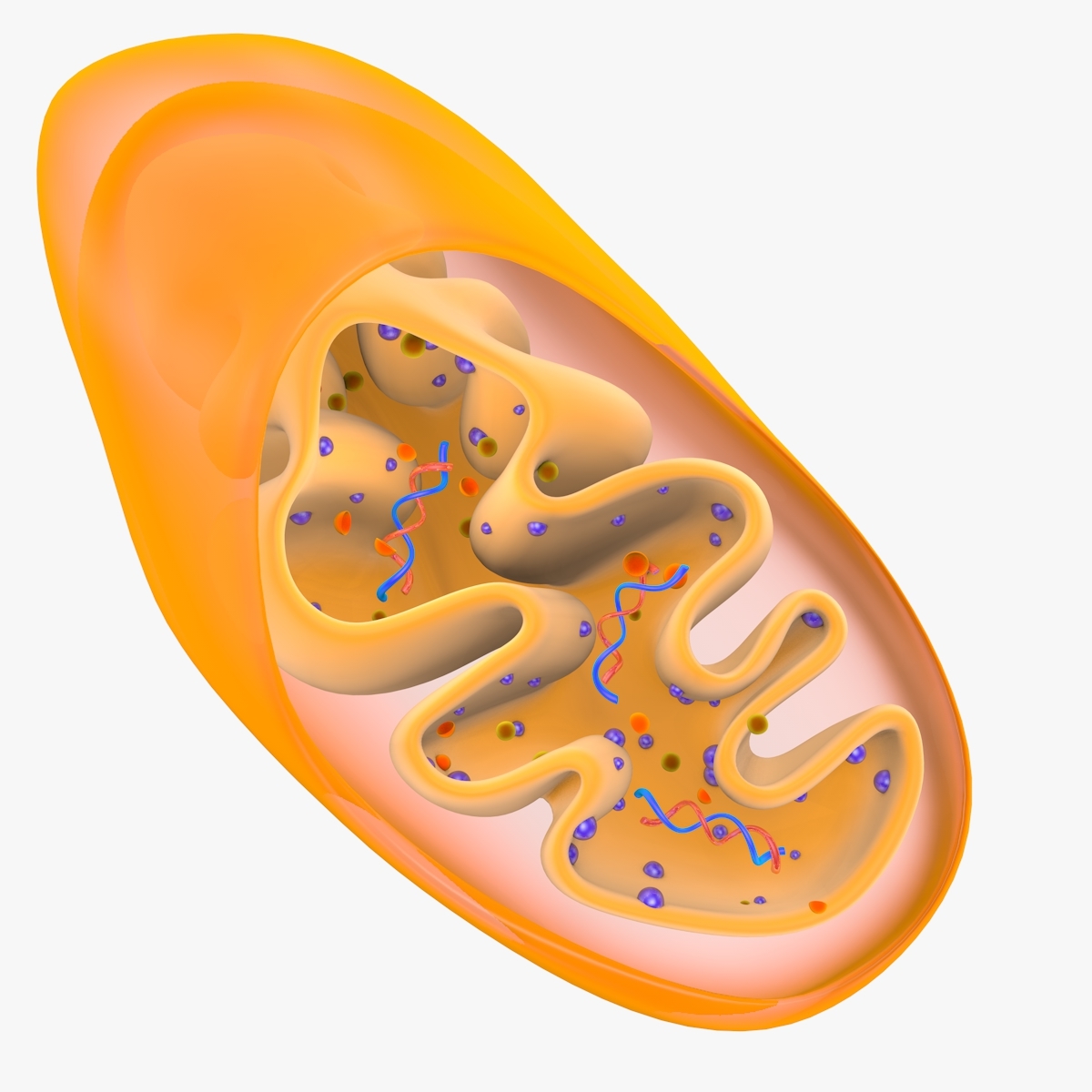 mitochondria dna 3d model