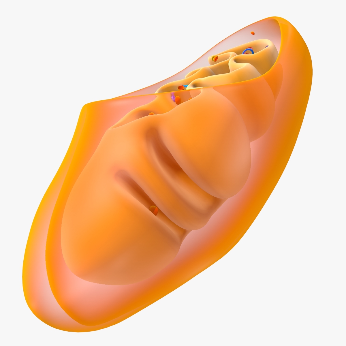 mitochondria dna 3d model