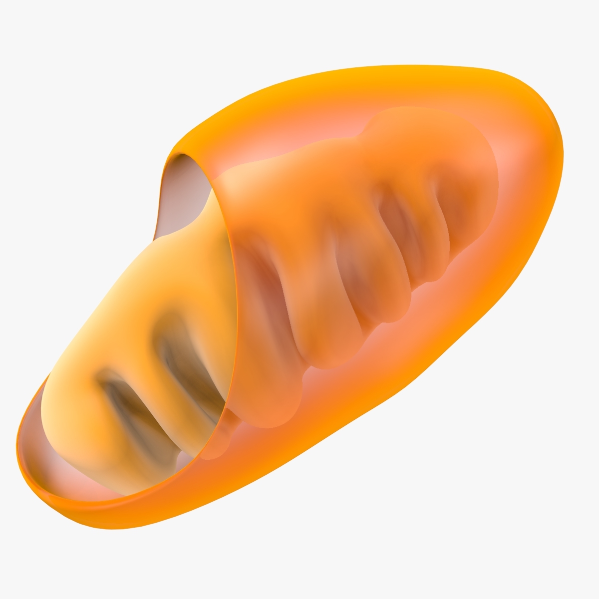 mitochondria dna 3d model