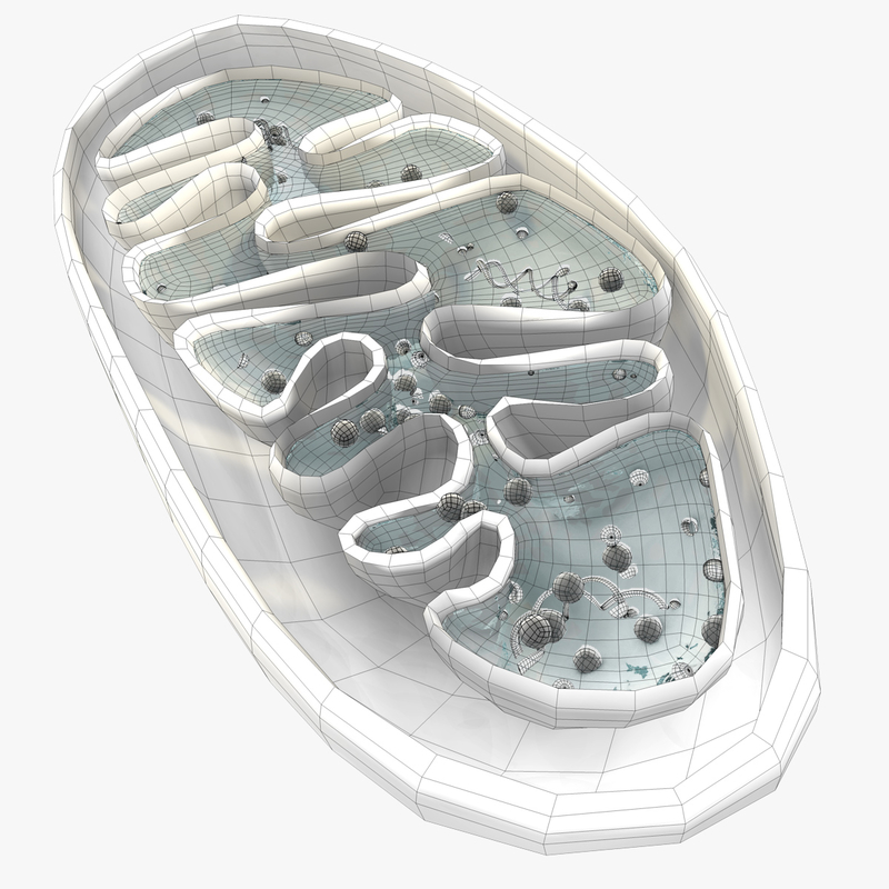 mitochondria dna 3d model