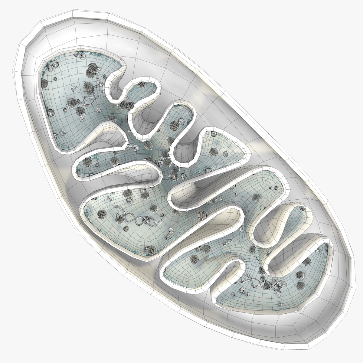 mitochondria dna 3d model