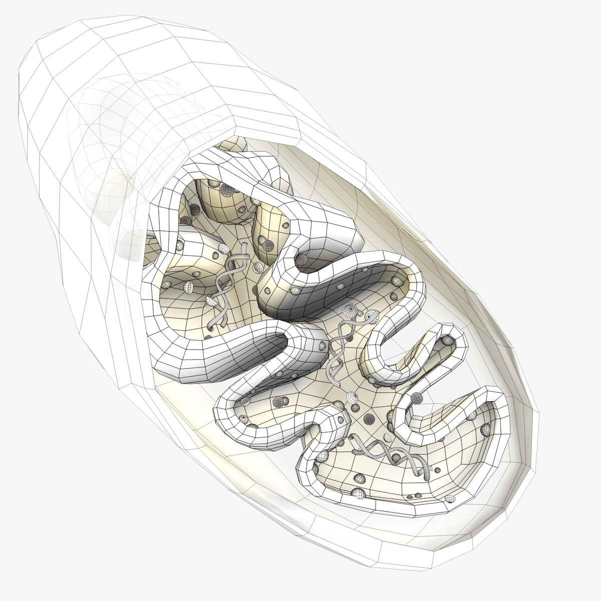 mitochondria dna 3d model