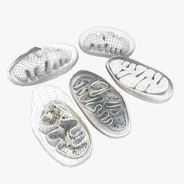 mitochondria dna 3d model