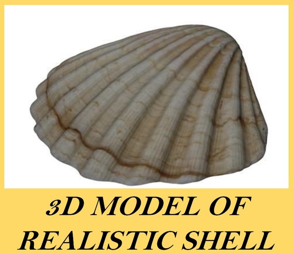 3d model realistic shell