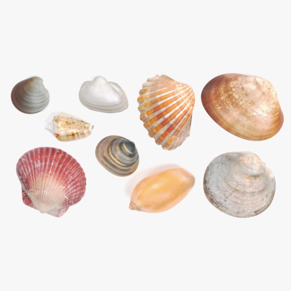 Wentletrap seashell 3D model - TurboSquid 1316549