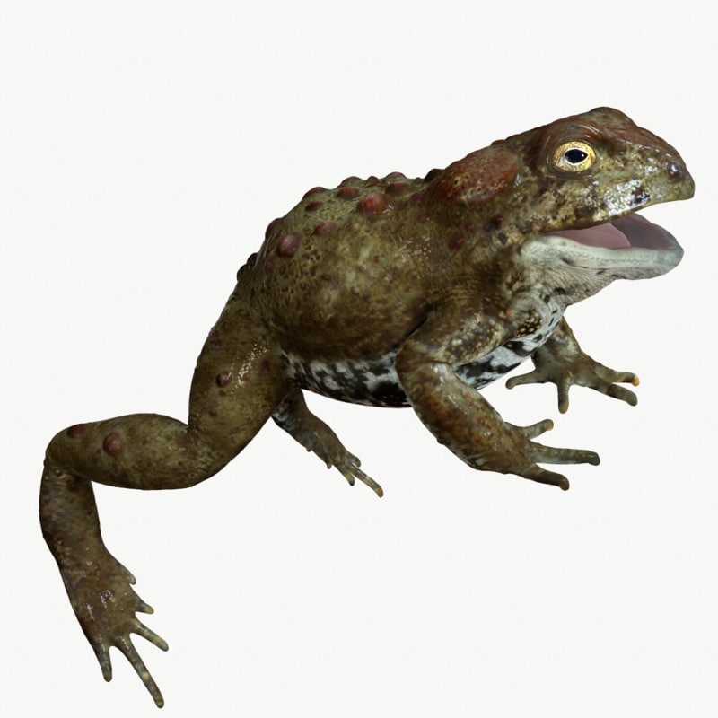 toad boreal 3d model