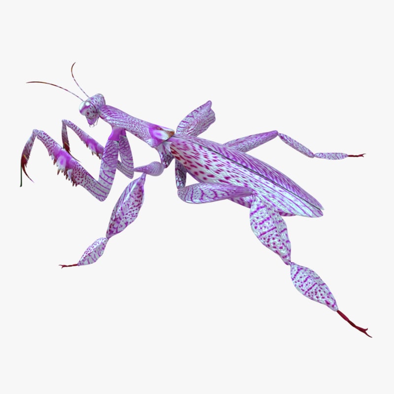 Praying mantis 3D model - TurboSquid 1229582
