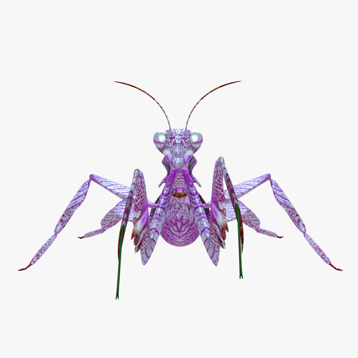 Praying mantis 3D model - TurboSquid 1229582