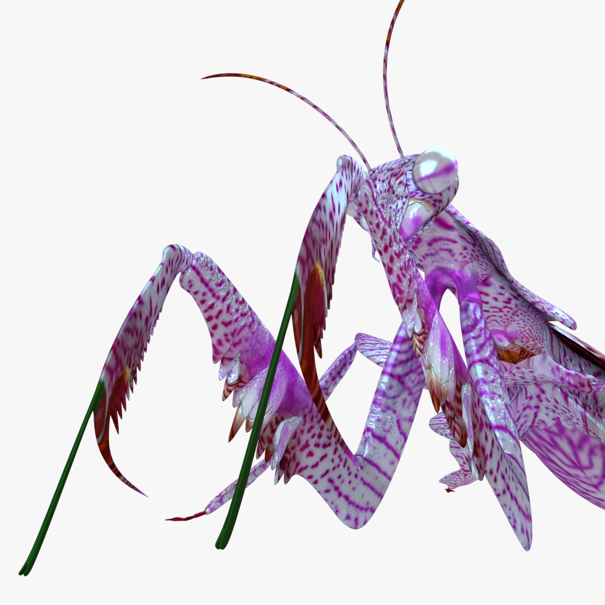Praying mantis 3D model - TurboSquid 1229582