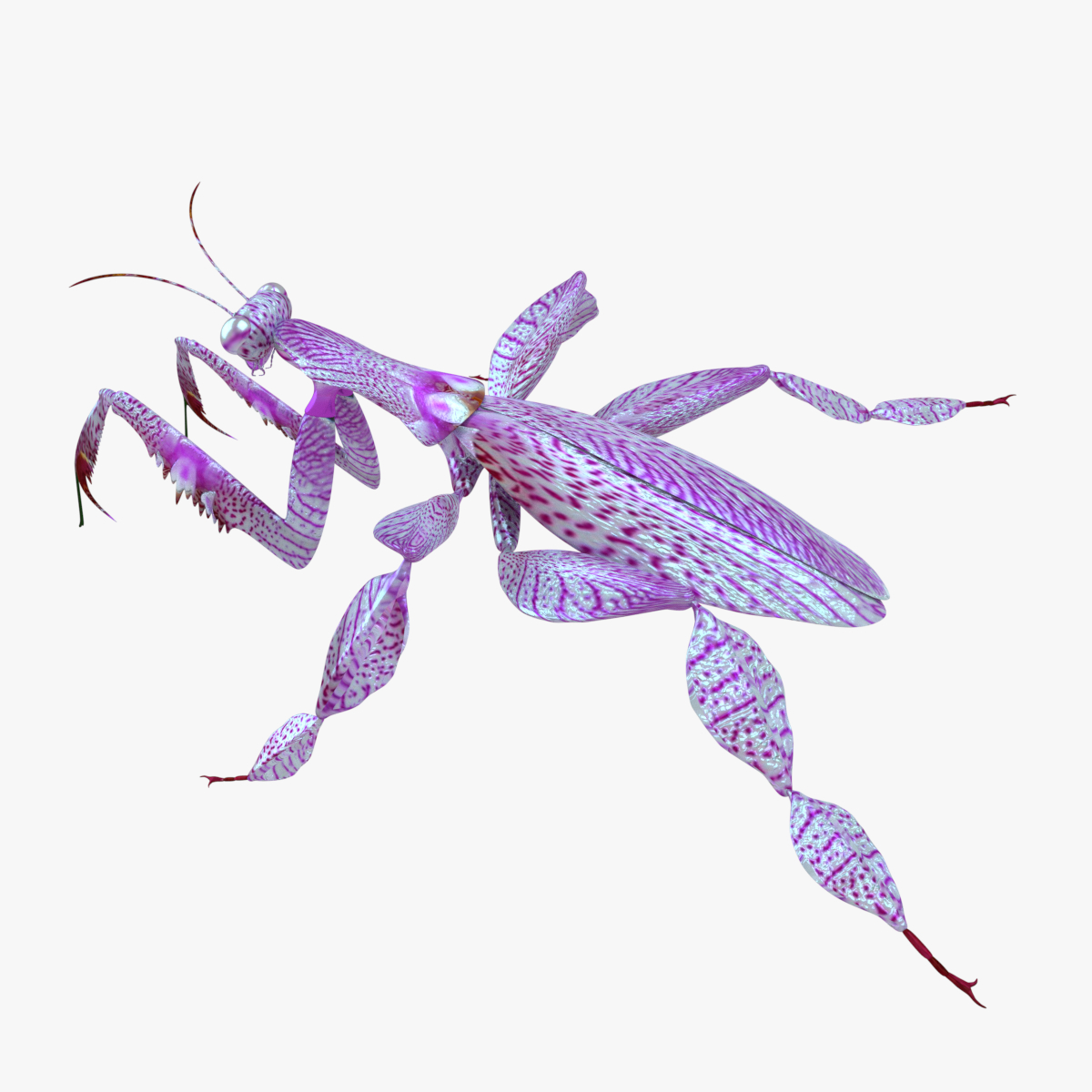 Praying mantis 3D model - TurboSquid 1229582