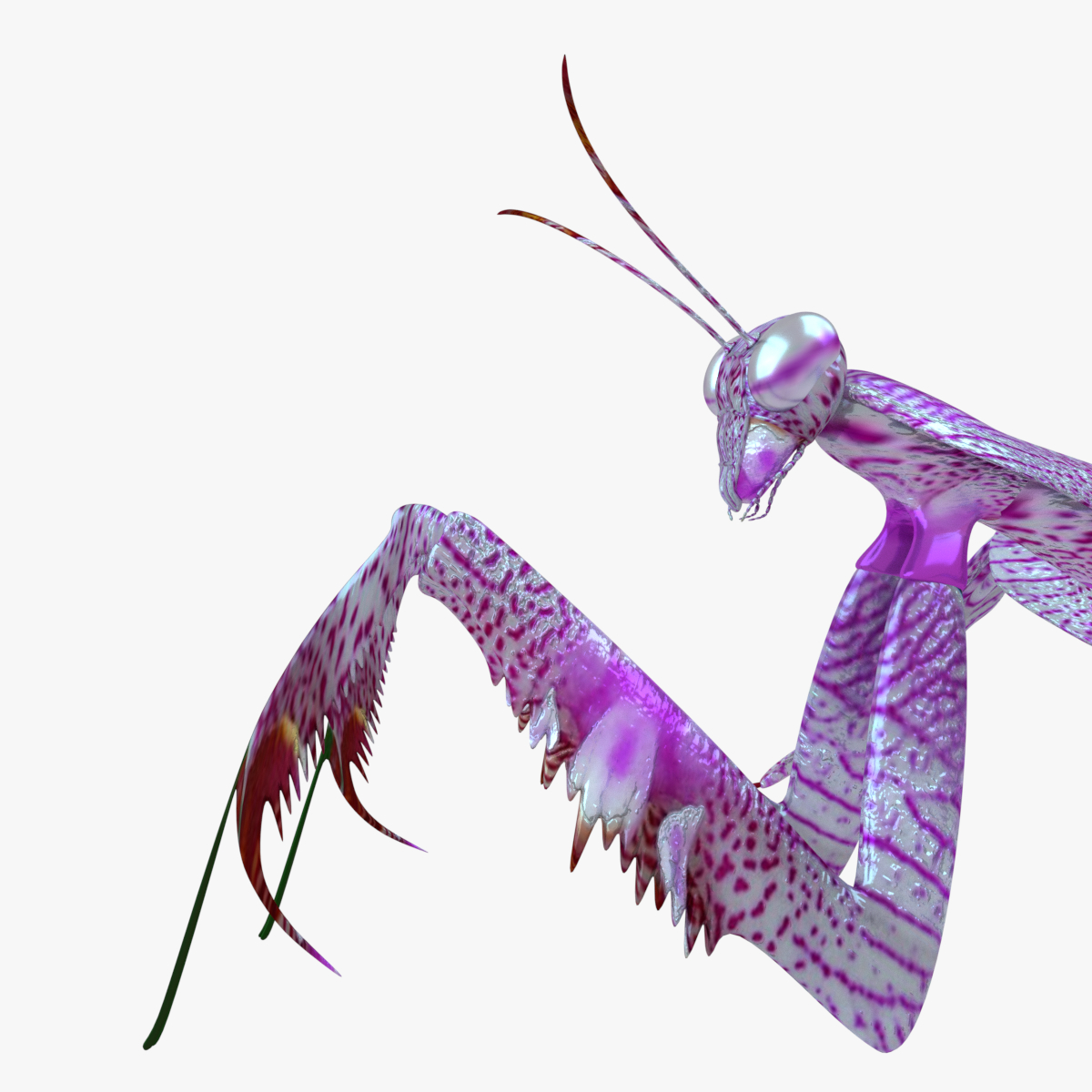 Praying mantis 3D model - TurboSquid 1229582
