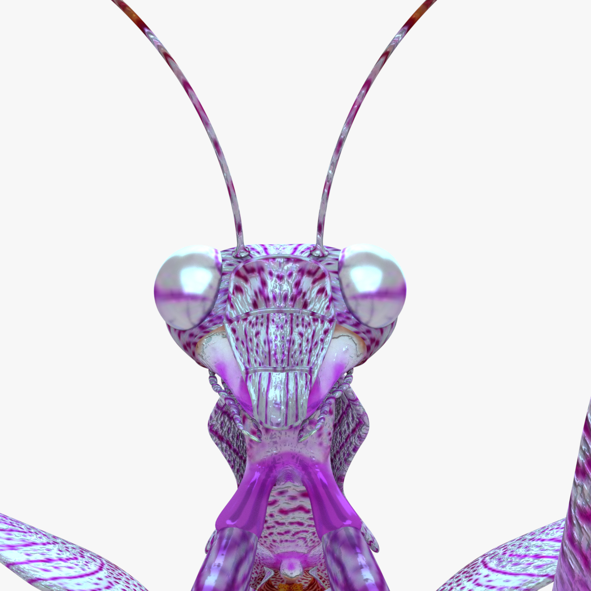 Praying mantis 3D model - TurboSquid 1229582