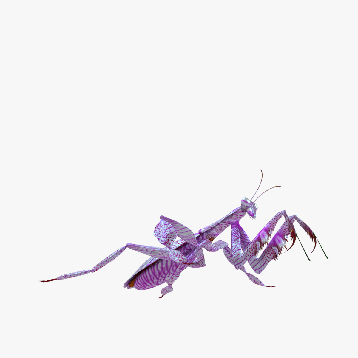 Praying mantis 3D model - TurboSquid 1229582