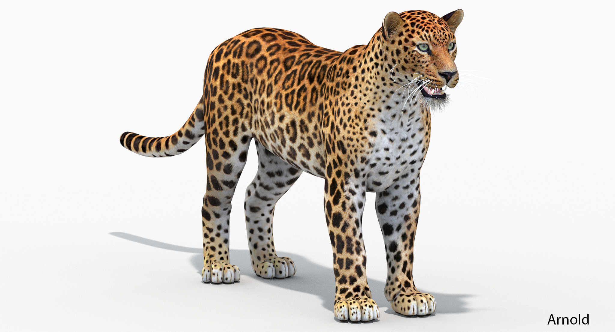 Amur leopard 3D model - TurboSquid 1246956