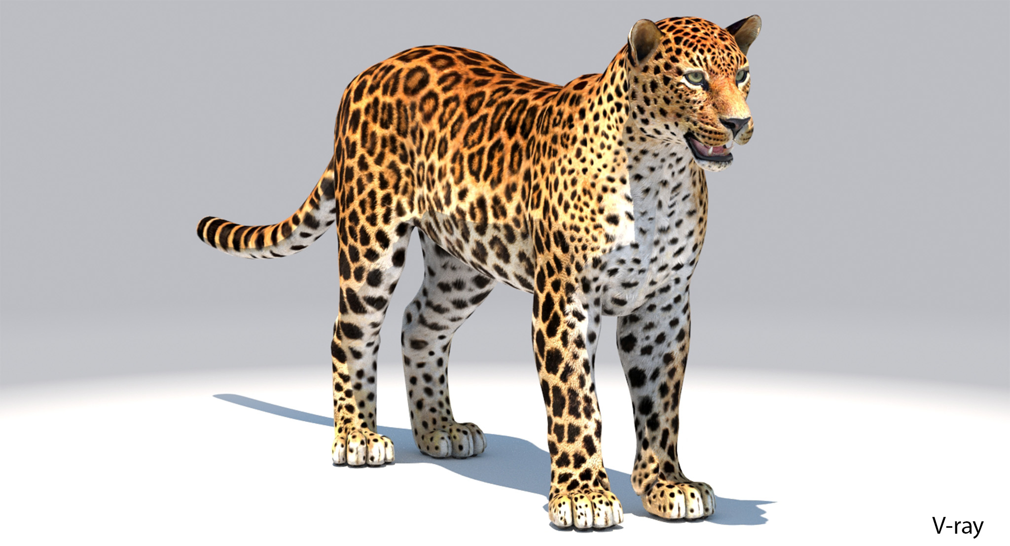 Amur leopard 3D model - TurboSquid 1246956
