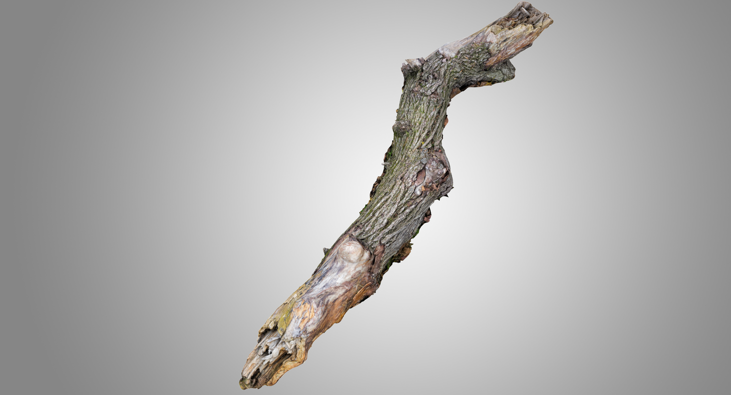 3D model rotten branch - TurboSquid 1248002