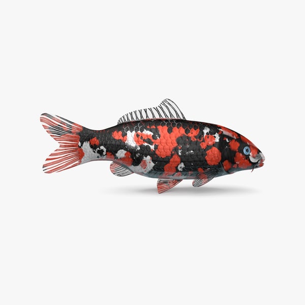 Koi 3D Models for Download | TurboSquid