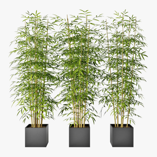 3D Bamboo Models | TurboSquid