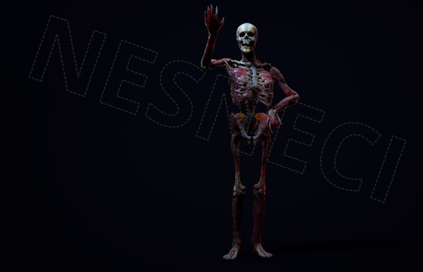 Zombie skeleton 4k rig 3D - TurboSquid 1249002