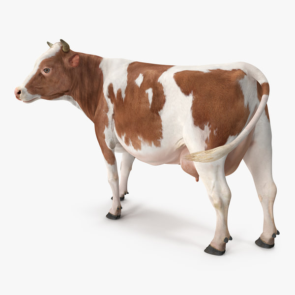 Cow 3D Models for Download | TurboSquid