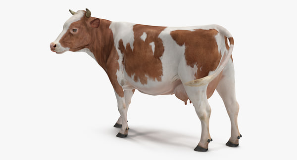 Cow rigged model - TurboSquid 1250232