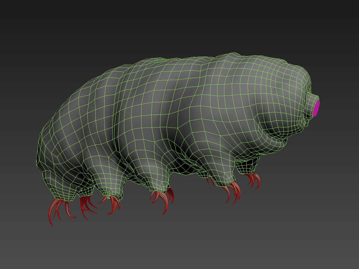 Tardigrade (Wasserbär) 3D-Modell - TurboSquid 1250409