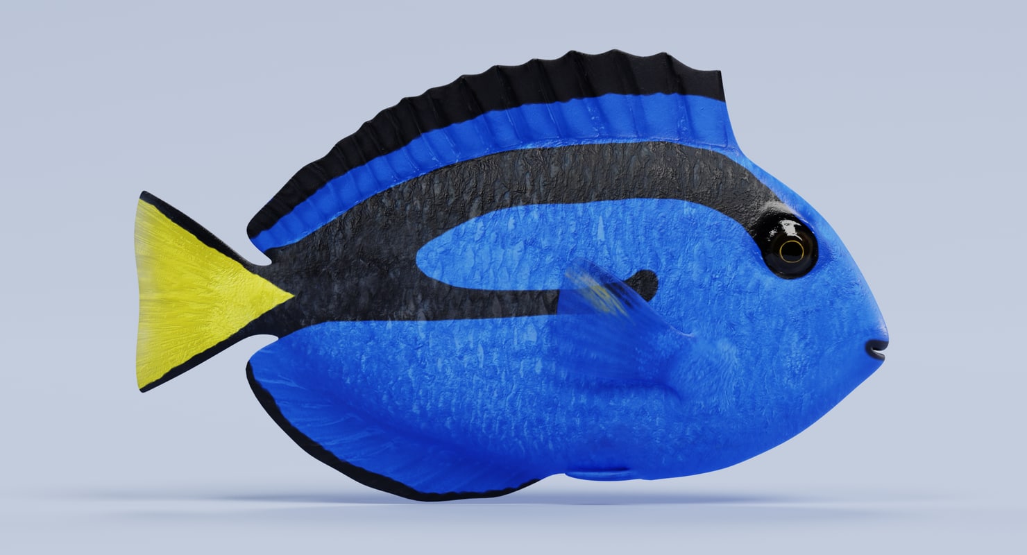 Blue tang 3D model - TurboSquid 1251116