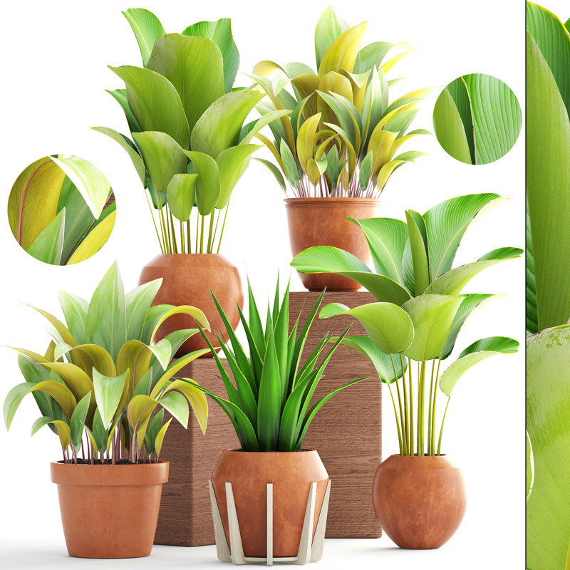 Plants calathea lutea model - TurboSquid 1251806