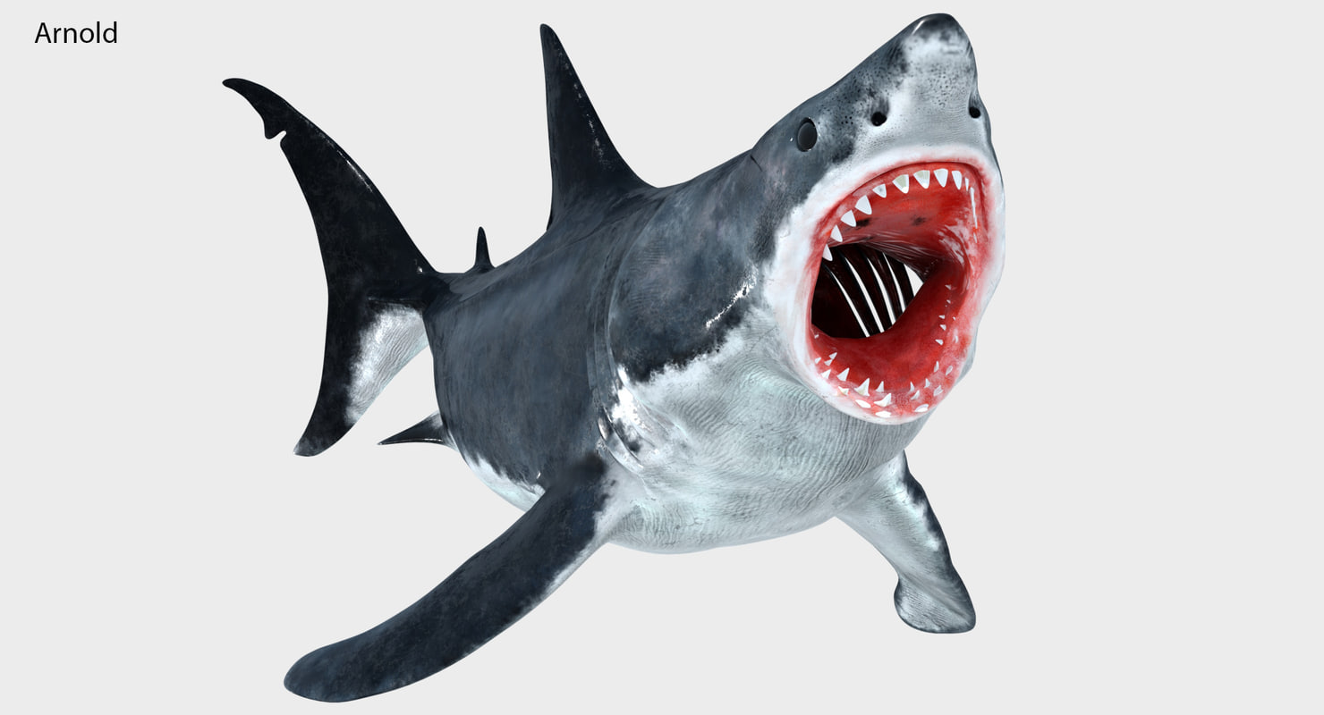 Weißer Hai animiert 3D-Modell - TurboSquid 1245522