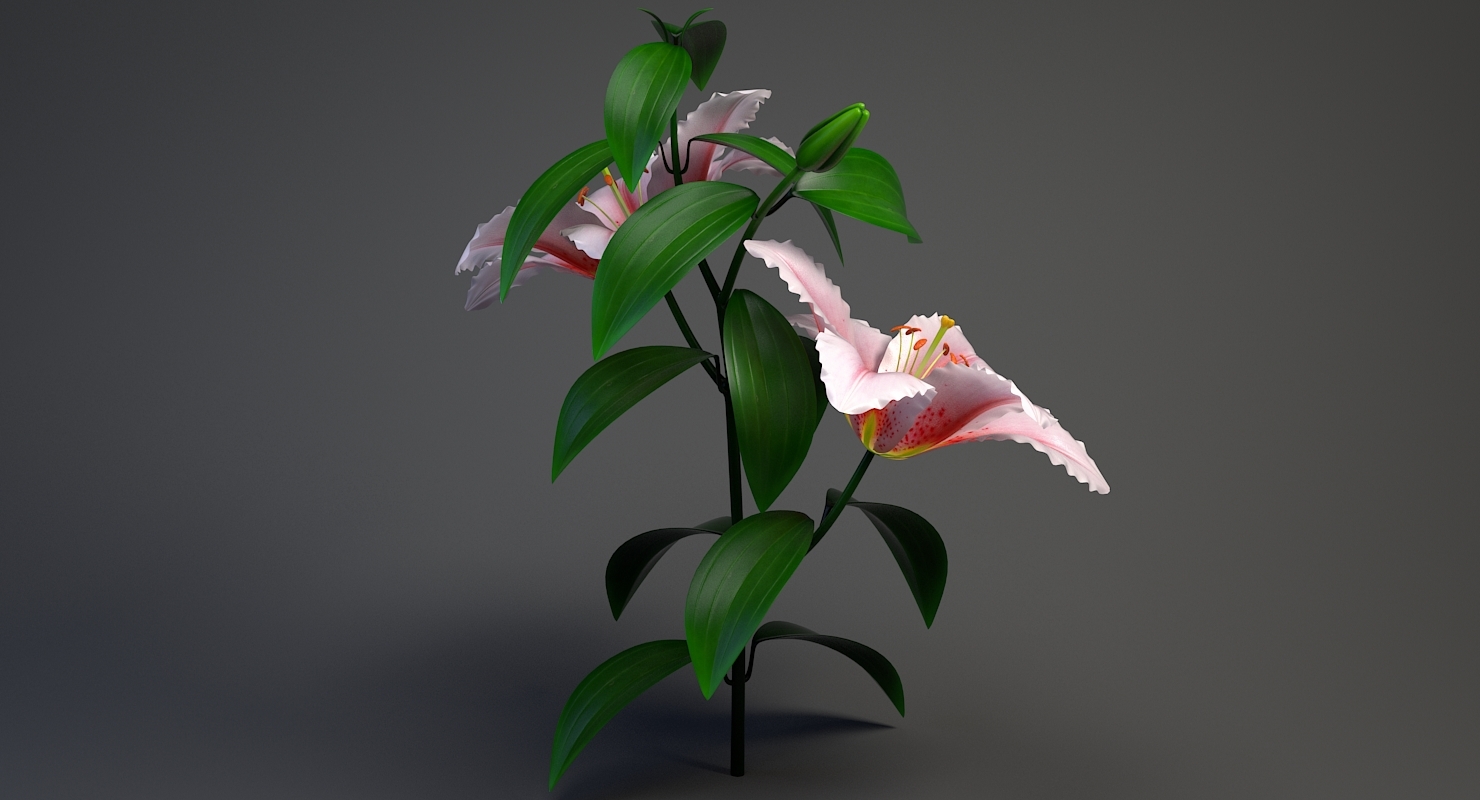3D realistic pink lily flower model - TurboSquid 1252626