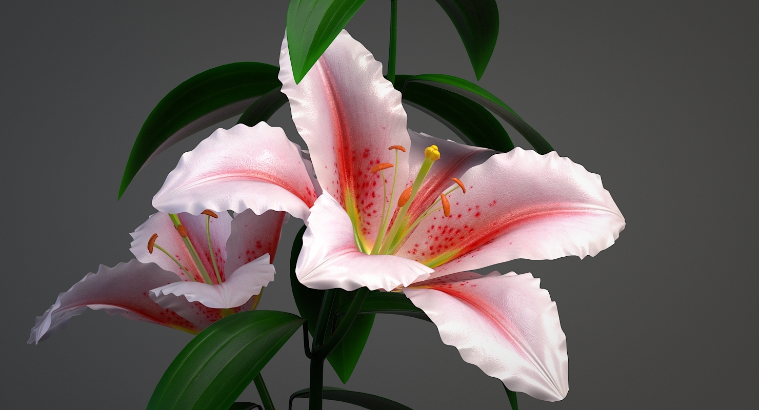 3D realistic pink lily flower model - TurboSquid 1252626