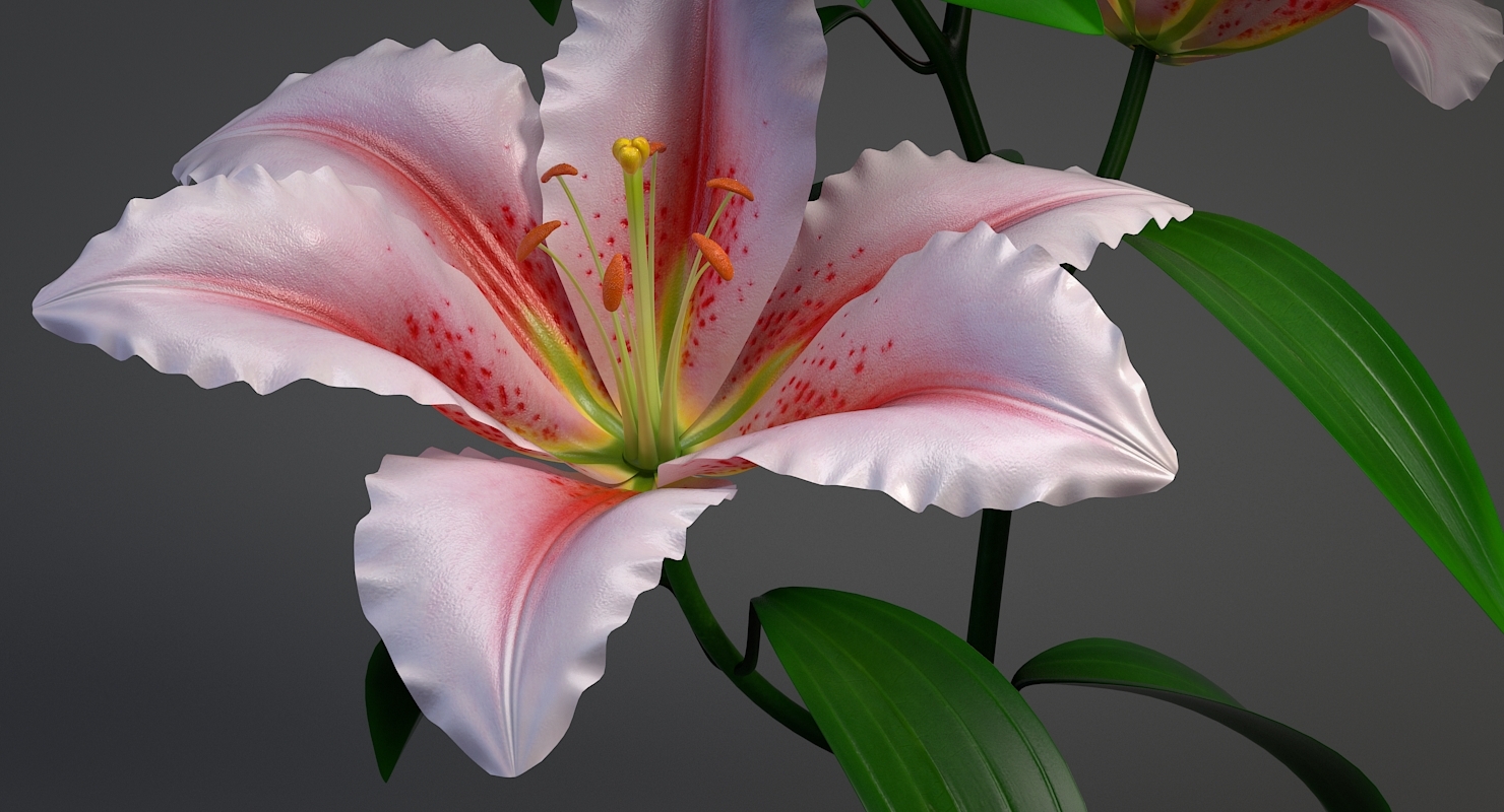 3D realistic pink lily flower model - TurboSquid 1252626