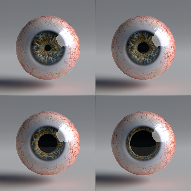 3d model of human eye