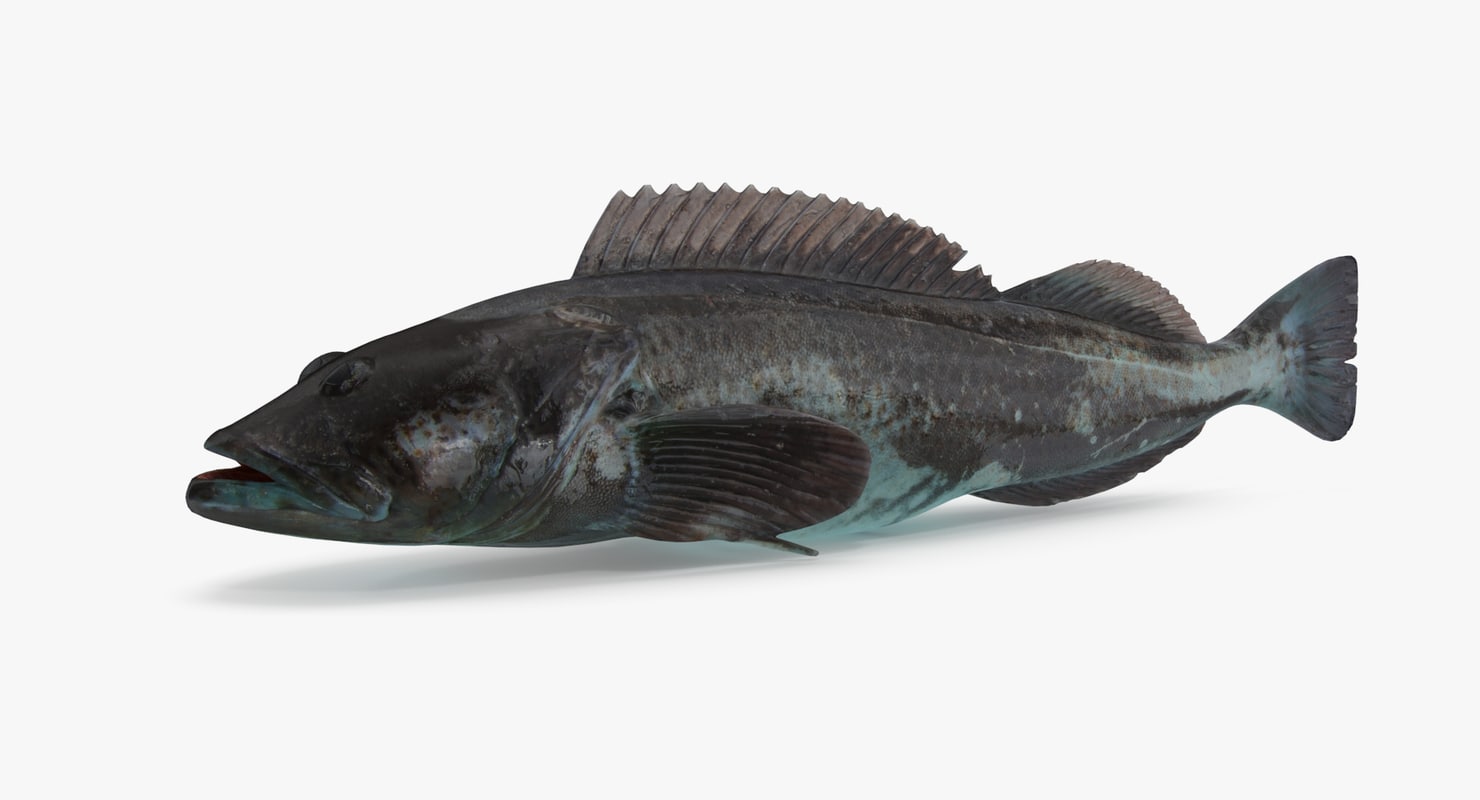 3D lingcod ling cod - TurboSquid 1223710