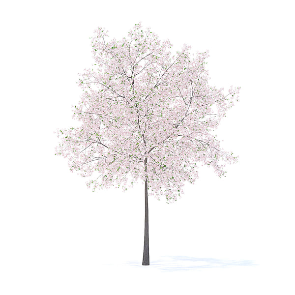 3D Cherry-Blossom Models | TurboSquid