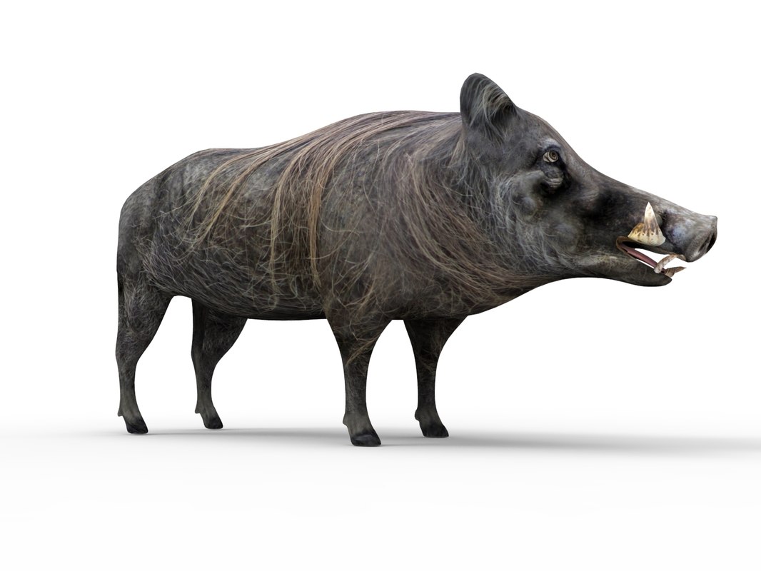 3D wild boar rigged animation model - TurboSquid 1253289