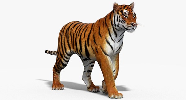 3D tiger animation - TurboSquid 1252636