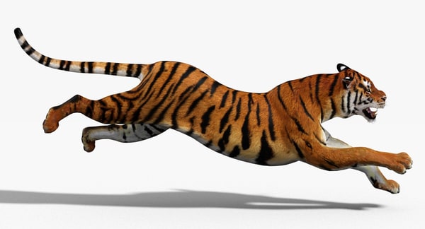 3D tiger animation - TurboSquid 1252636