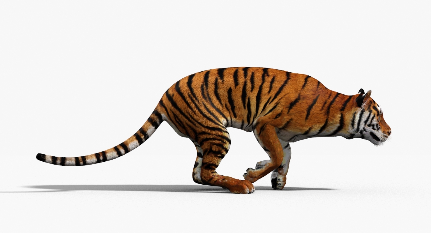3D tiger animation - TurboSquid 1252636