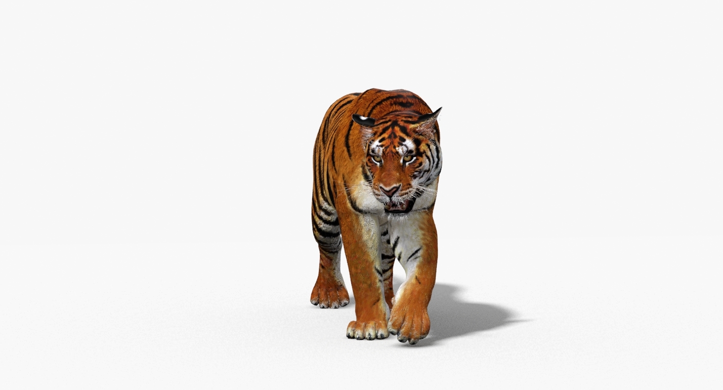3D tiger animation - TurboSquid 1252636