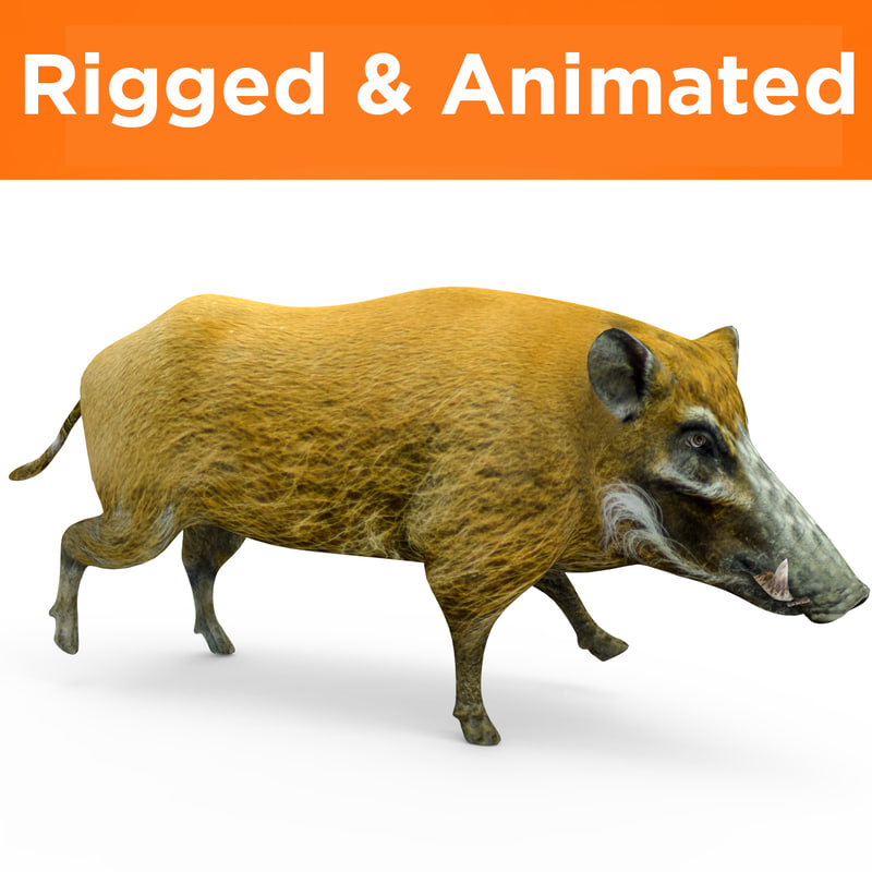 Wild boar rigged animation 3D model - TurboSquid 1253508