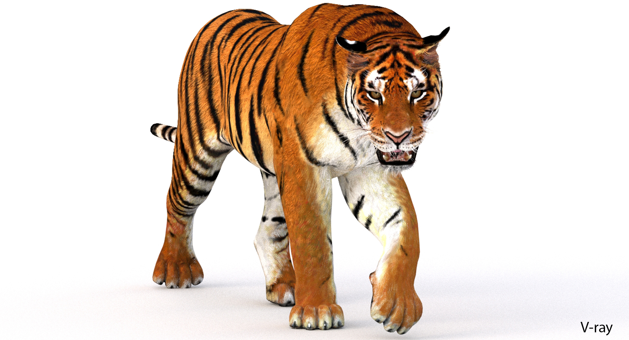 3D tiger animation - TurboSquid 1252636