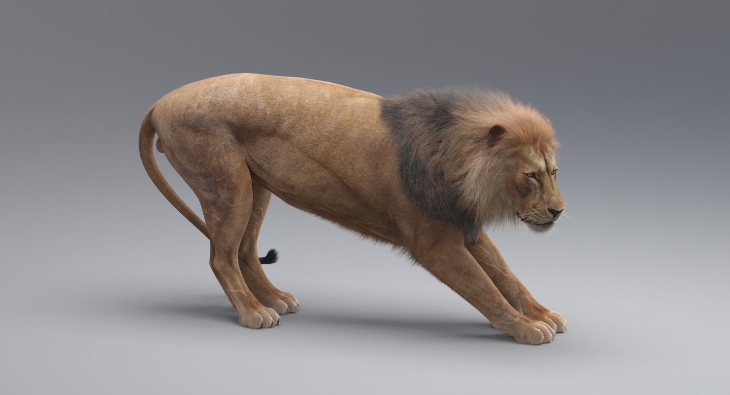 Realistic rigged lion fur 3D model - TurboSquid 1253720