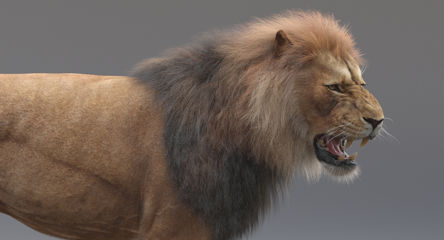 Realistic rigged lion fur 3D model - TurboSquid 1253720