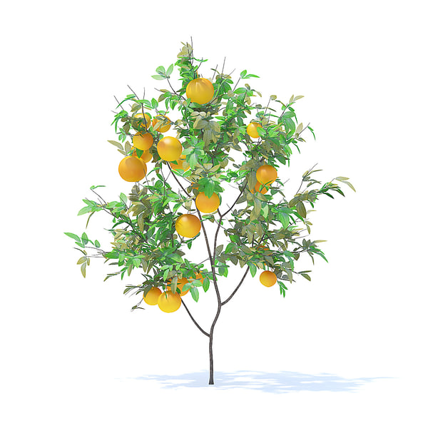 orange tree 20 3d model