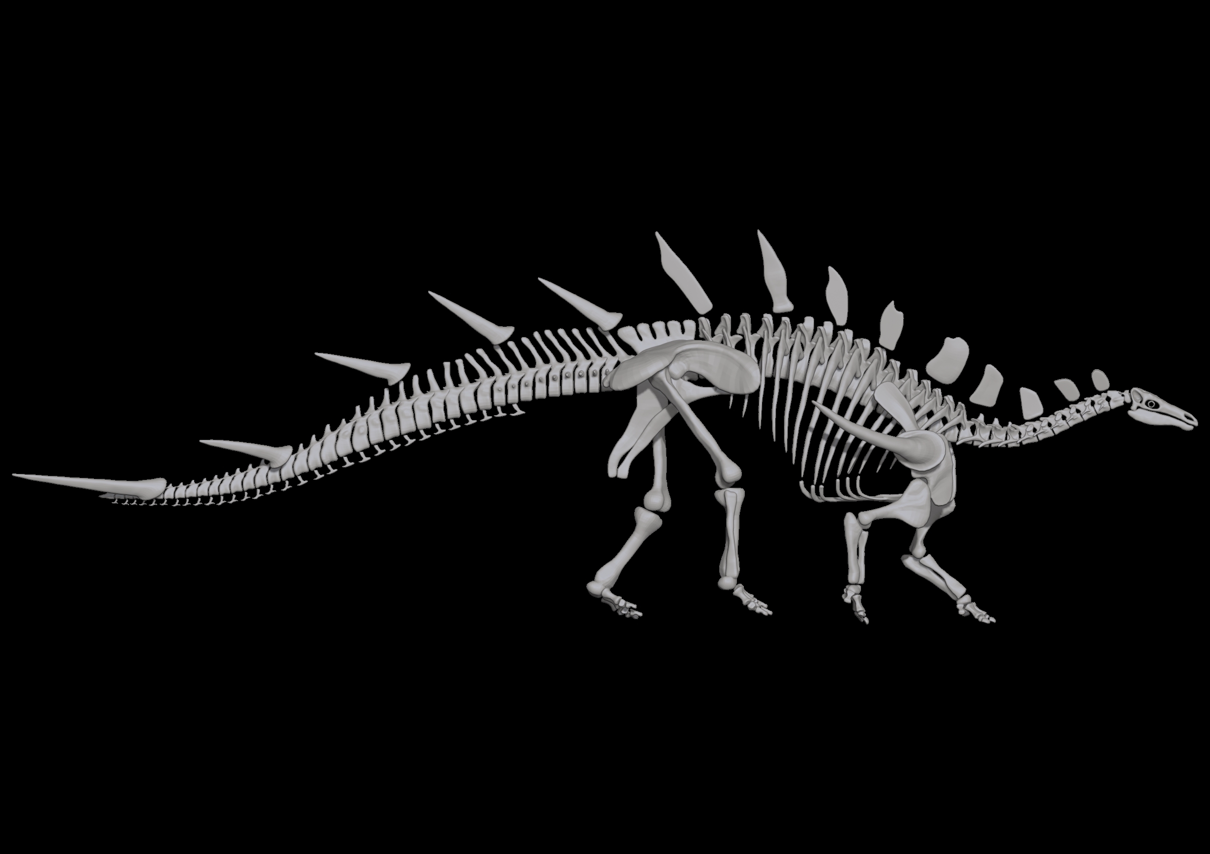 Szkielet Kentrozaura Model 3D - TurboSquid 1254077