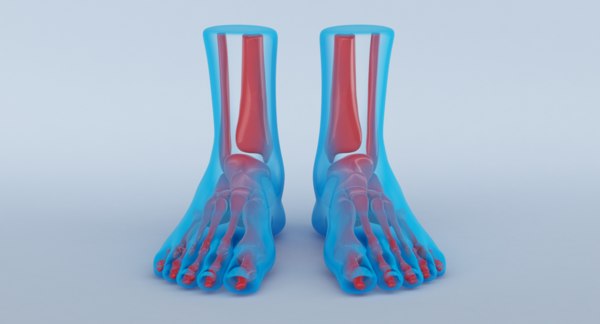 3d foot anatomy model
