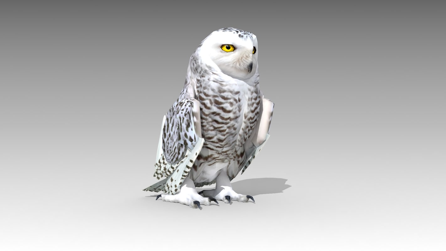 3D snowy owl - TurboSquid 1254421